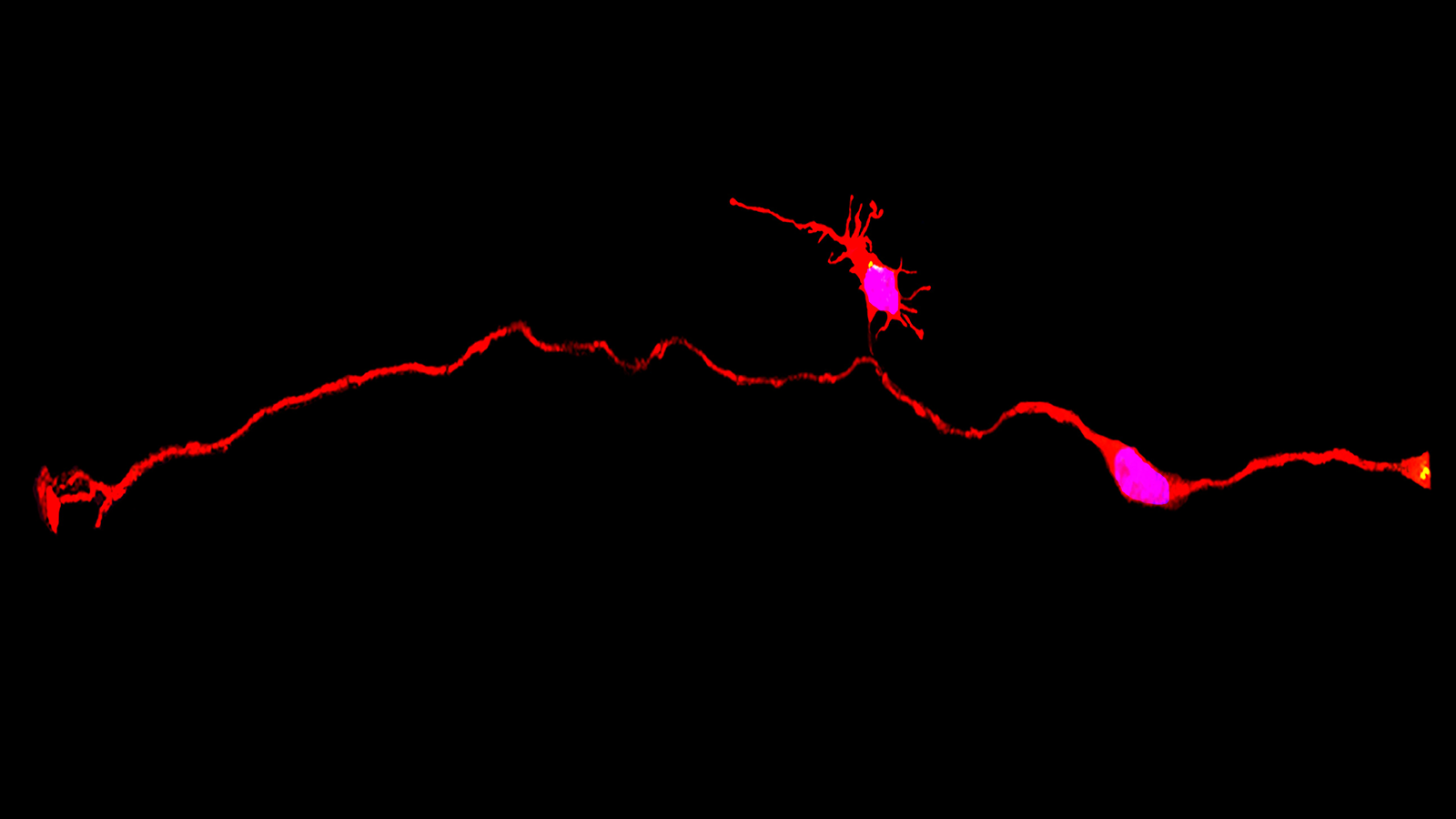 Song-Hai Shi Laboratory